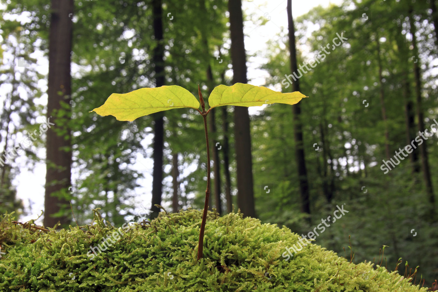 Beech Seedling Growing On Moss Symbolic Editorial Stock Photo - Stock ...