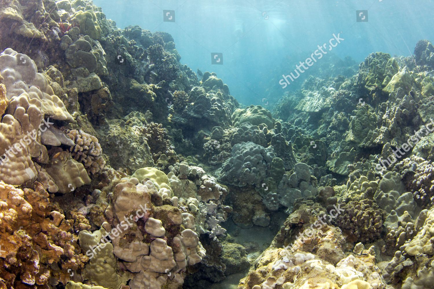 Tropical Reef Overgrown Lava Channel Wailea Editorial Stock Photo ...