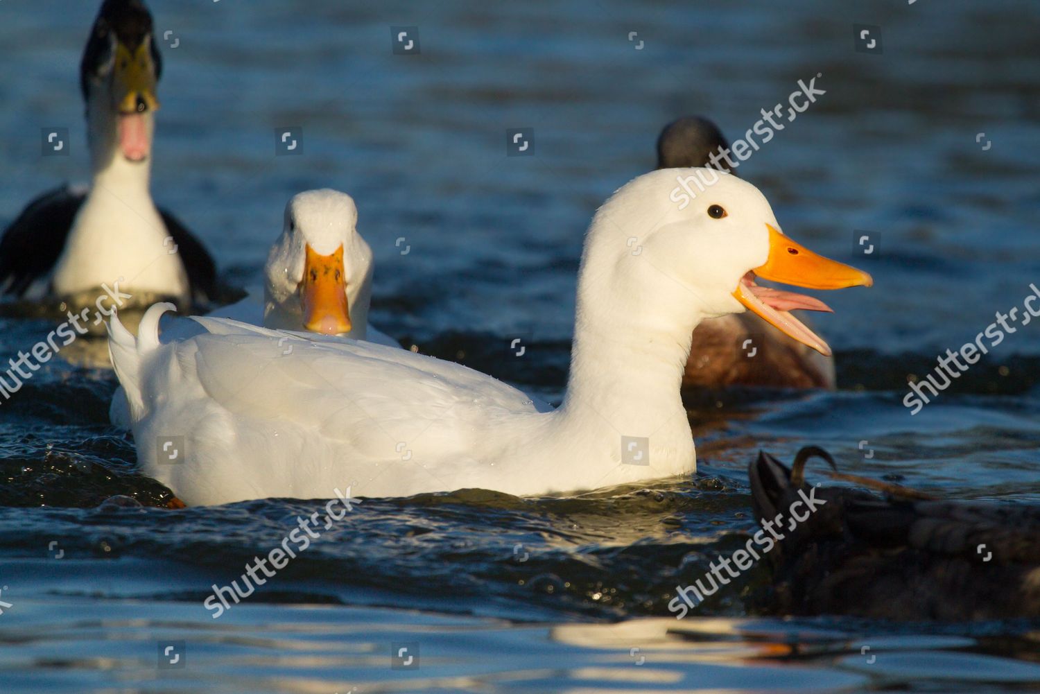 White Duck Quacking Laughing Tongue Sticking Editorial Stock Photo ...