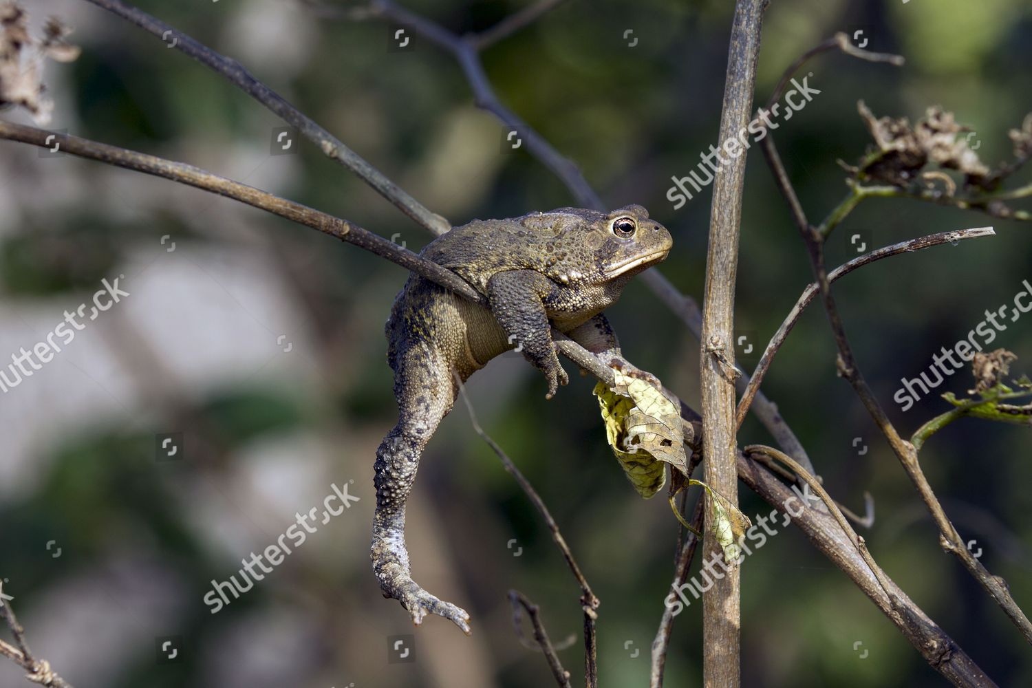 Trapped Toad Editorial Stock Photo - Stock Image | Shutterstock