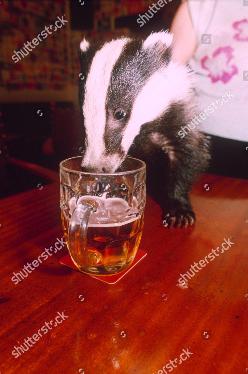Teka Badger Drinking Pint Beer Editorial Stock Photo - Stock Image ...