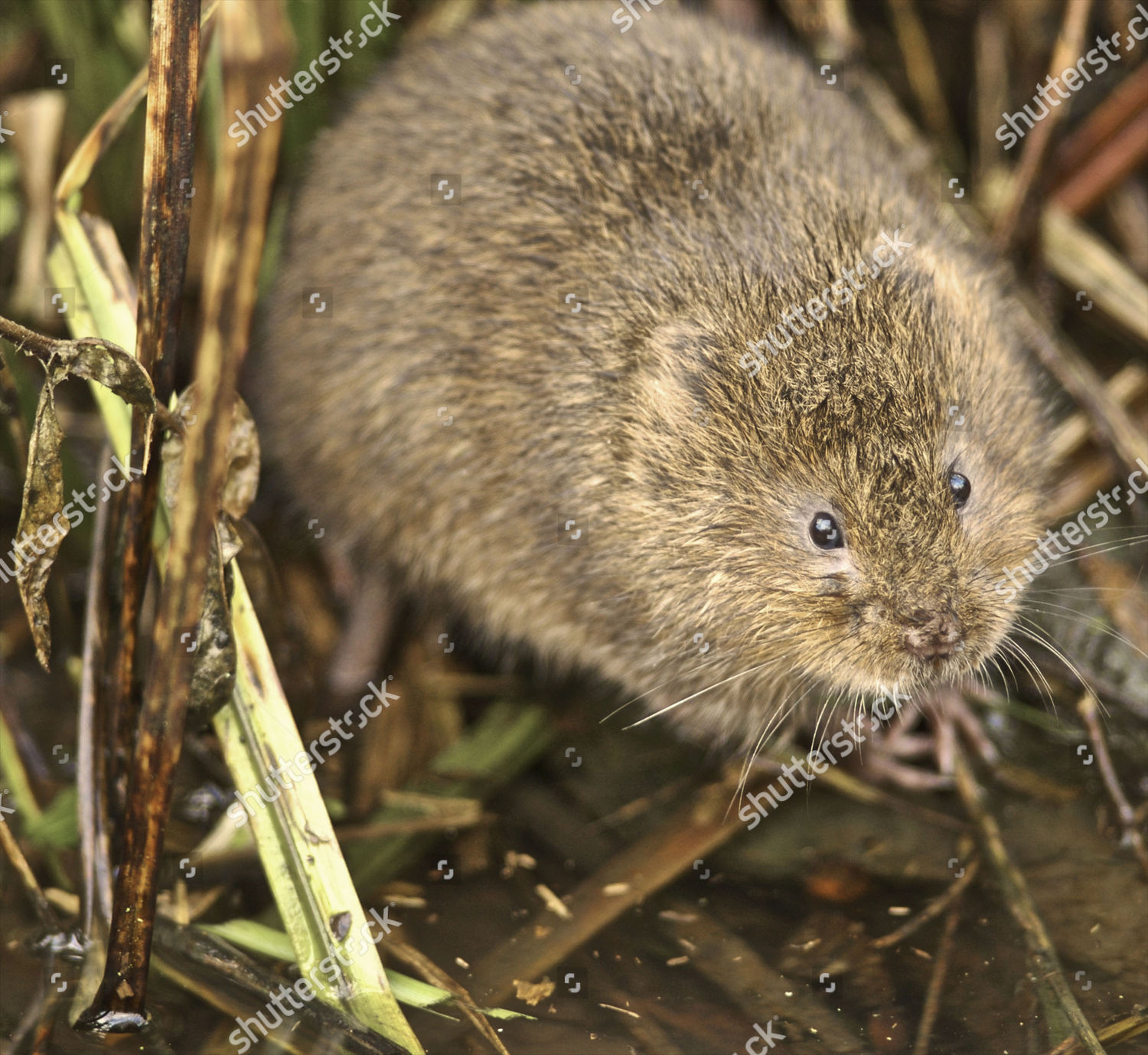 Northern Water Vole Arvicola Amphibius Editorial Stock Photo - Stock ...