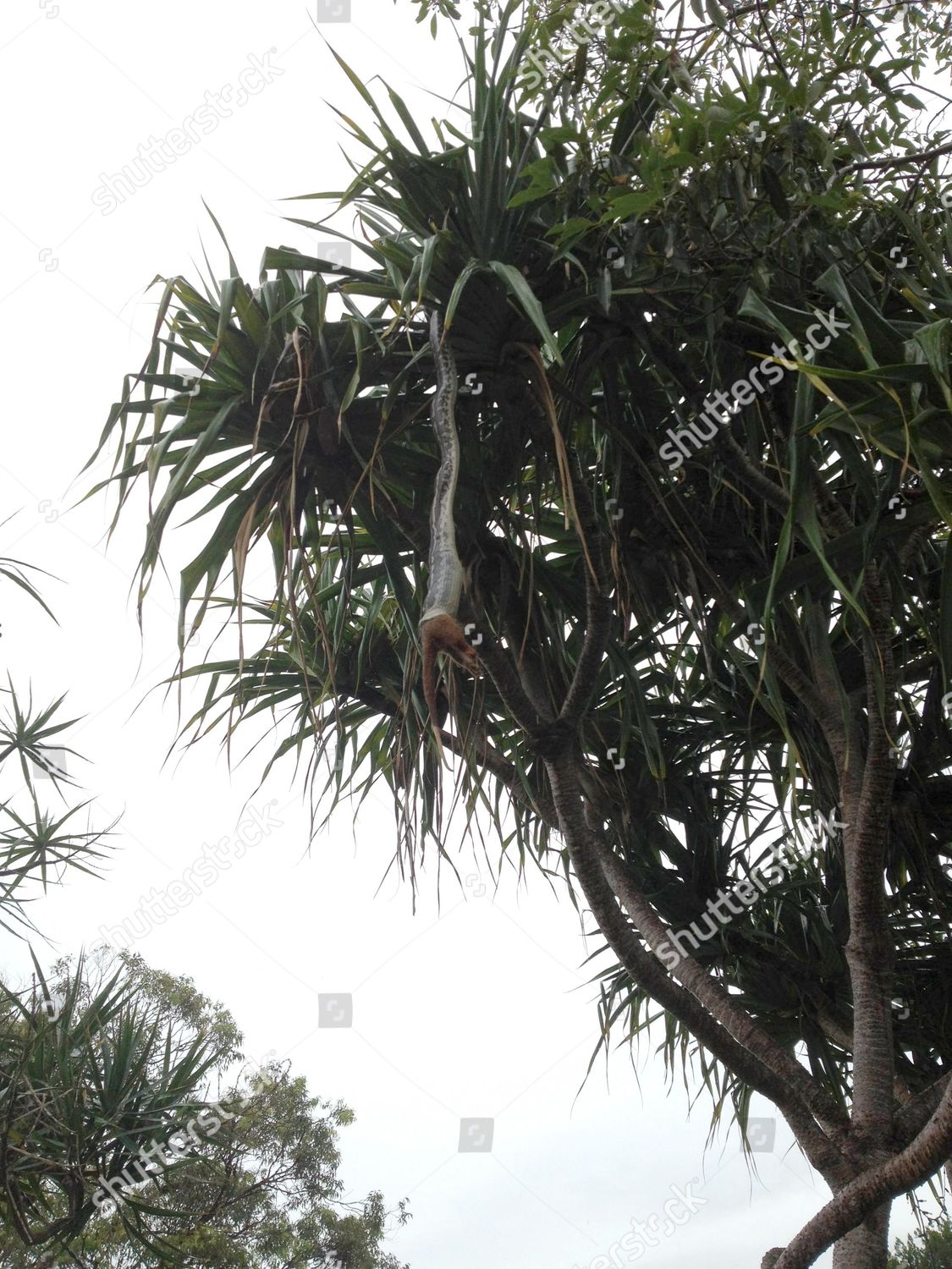 Python Hanging Tree Process Swallowing Ringtail Editorial Stock Photo ...