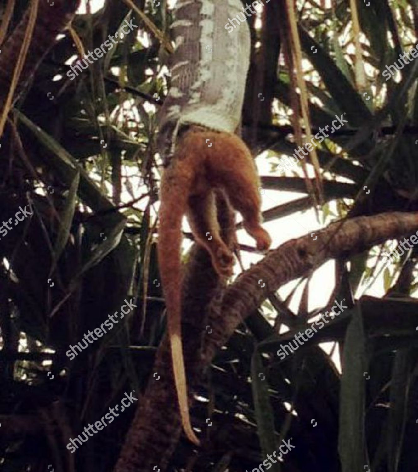 Python Hanging Tree Process Swallowing Ringtail Editorial Stock Photo ...
