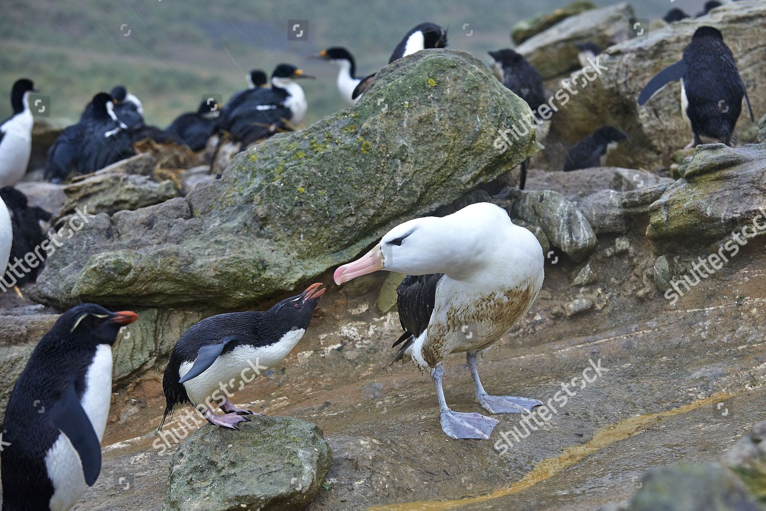 Rockhopper Penguin Albatross Stare Each Other Editorial Stock Photo ...