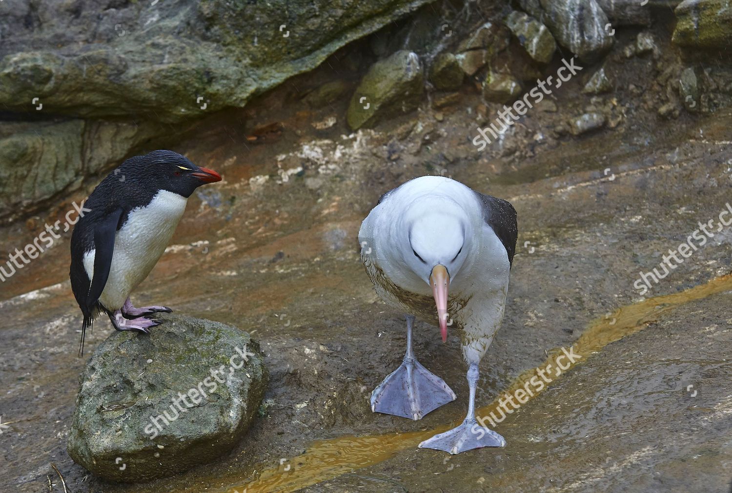 Rockhopper Penguin Having Disagreement Albatross Editorial Stock Photo ...