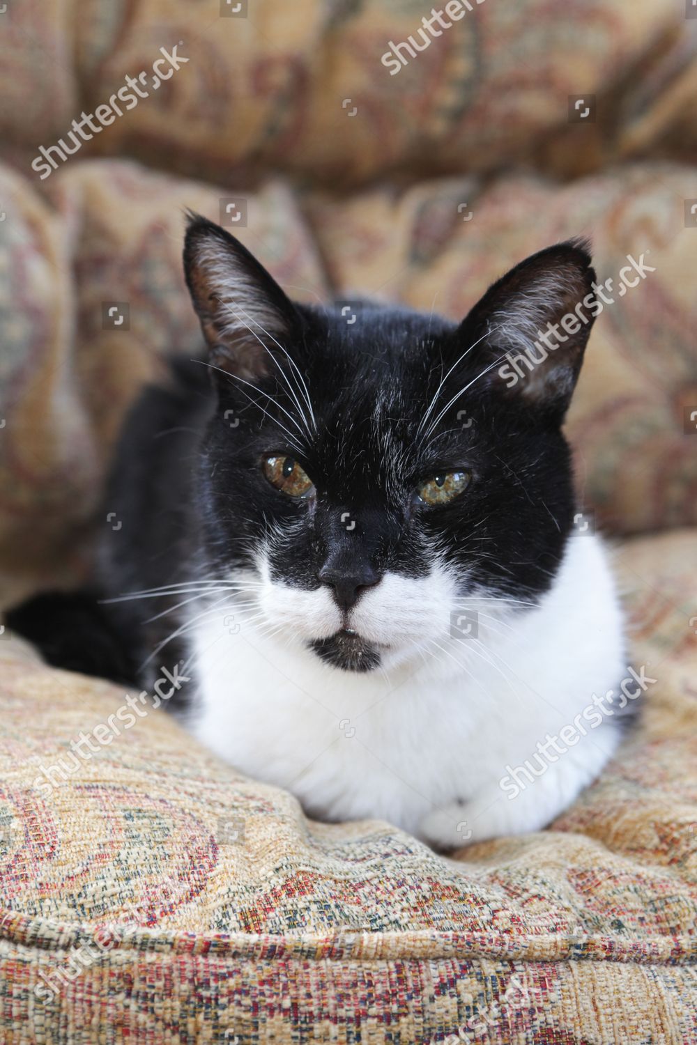 Oldest Living Cat Wadsworth Aka Waddy Editorial Stock Photo - Stock ...