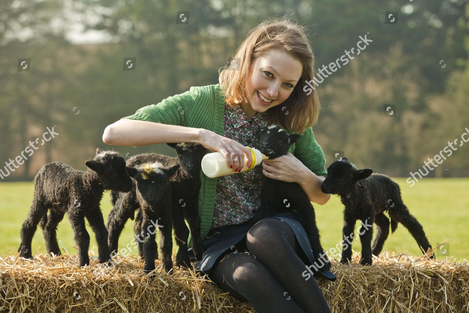 Aliceazania Jarvis Quintuplet Lambs Born Umberslade Editorial Stock ...