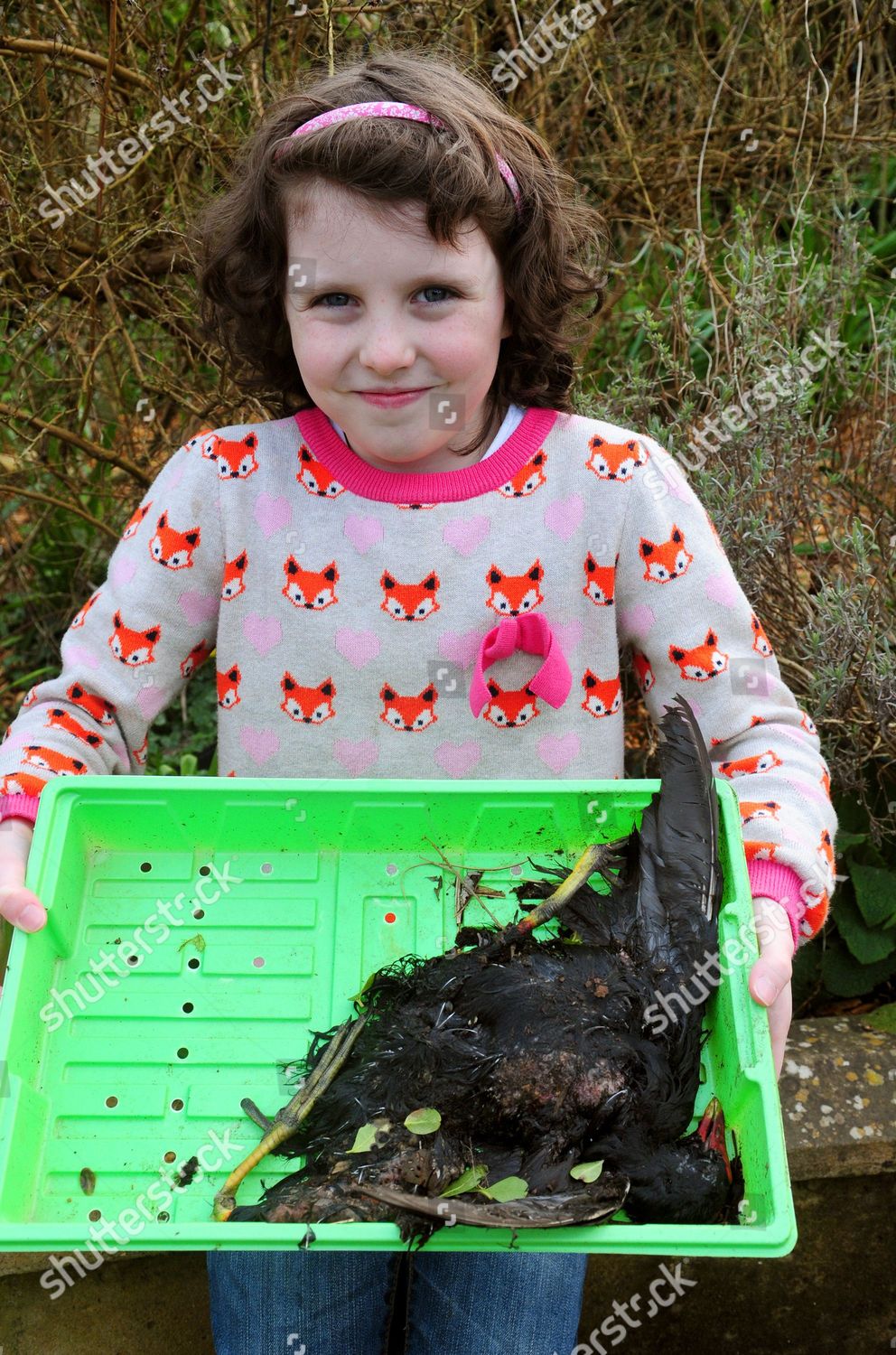 Daisy Morris Dead Bird Editorial Stock Photo - Stock Image | Shutterstock