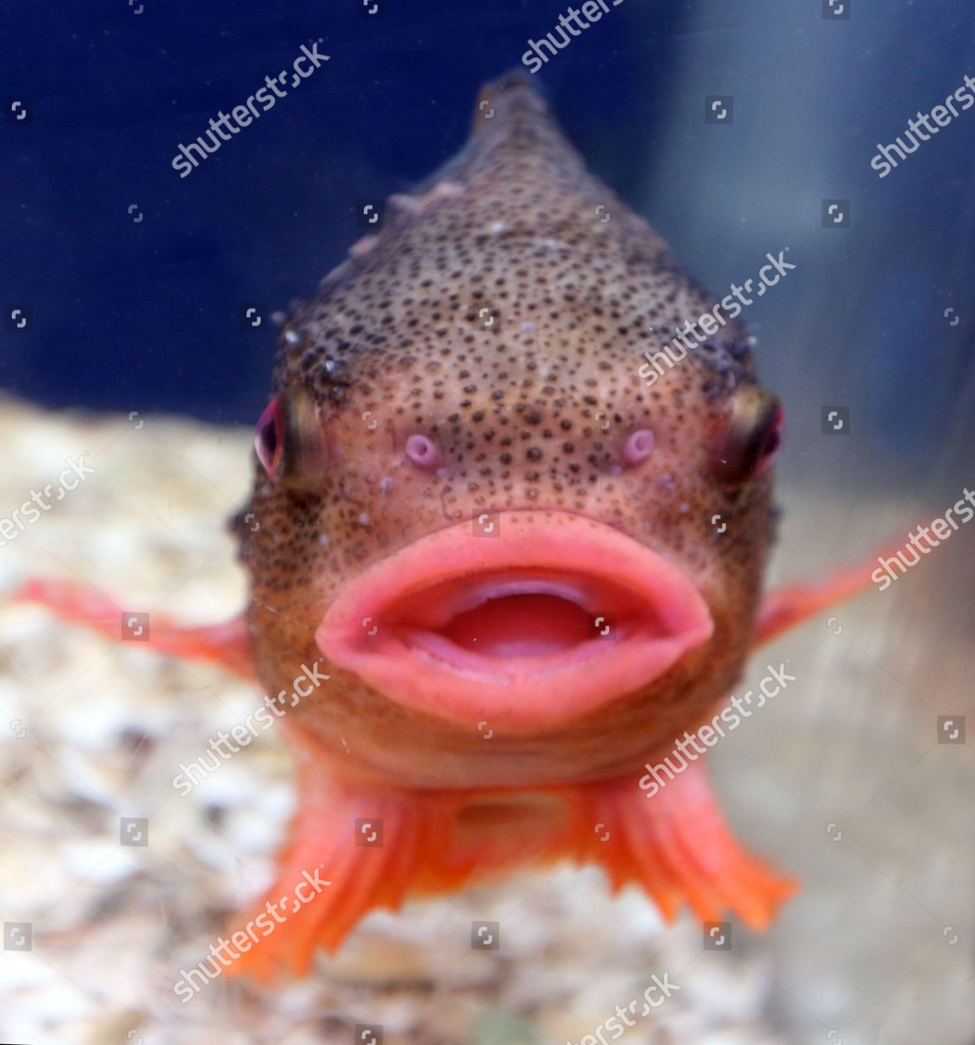 Bright Red Lumpsucker Fish Mick Editorial Stock Photo - Stock Image ...