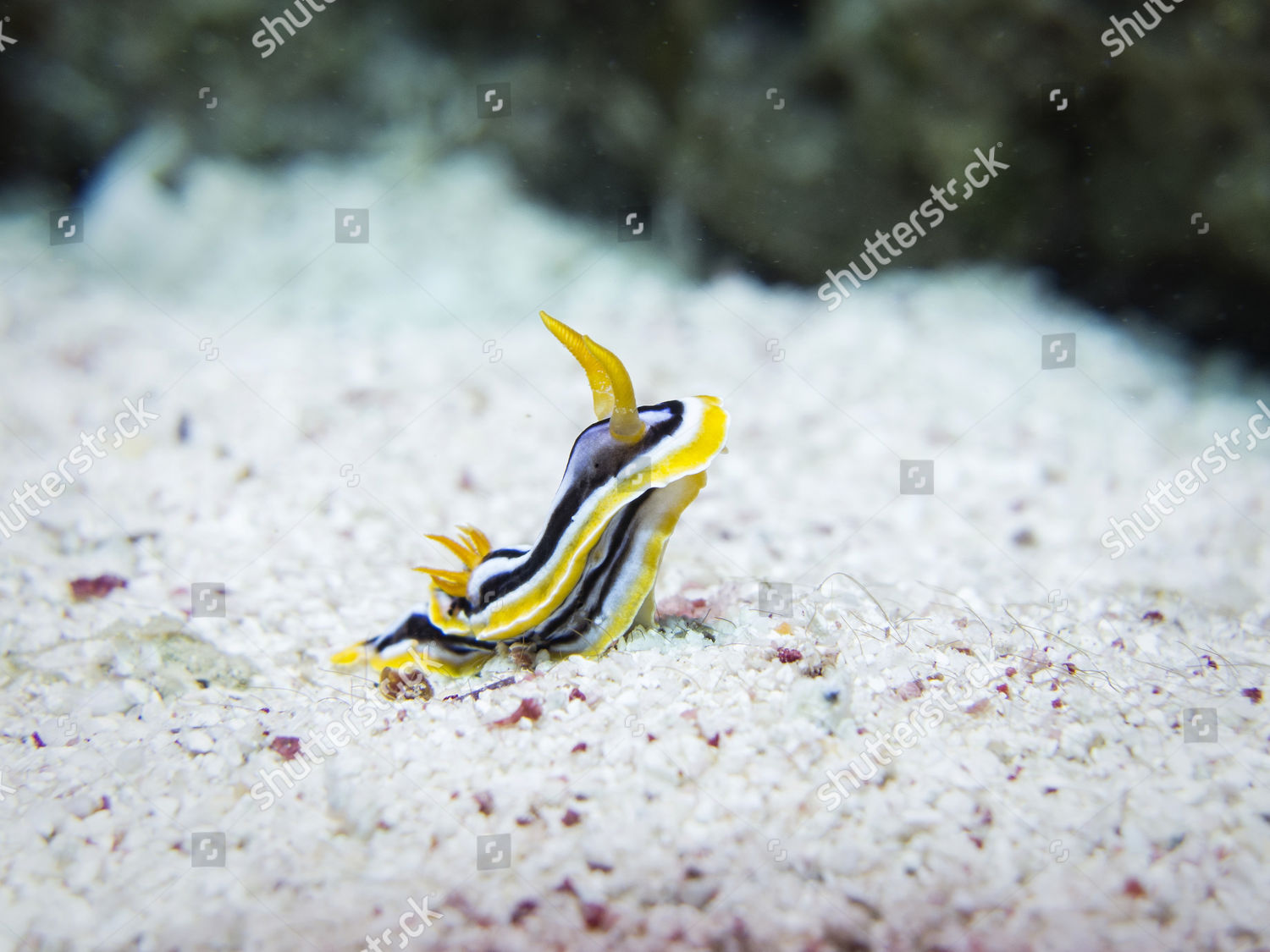 Pyjama Sea Slug Chromodoris Quadricolor Mangrove Editorial Stock Photo ...
