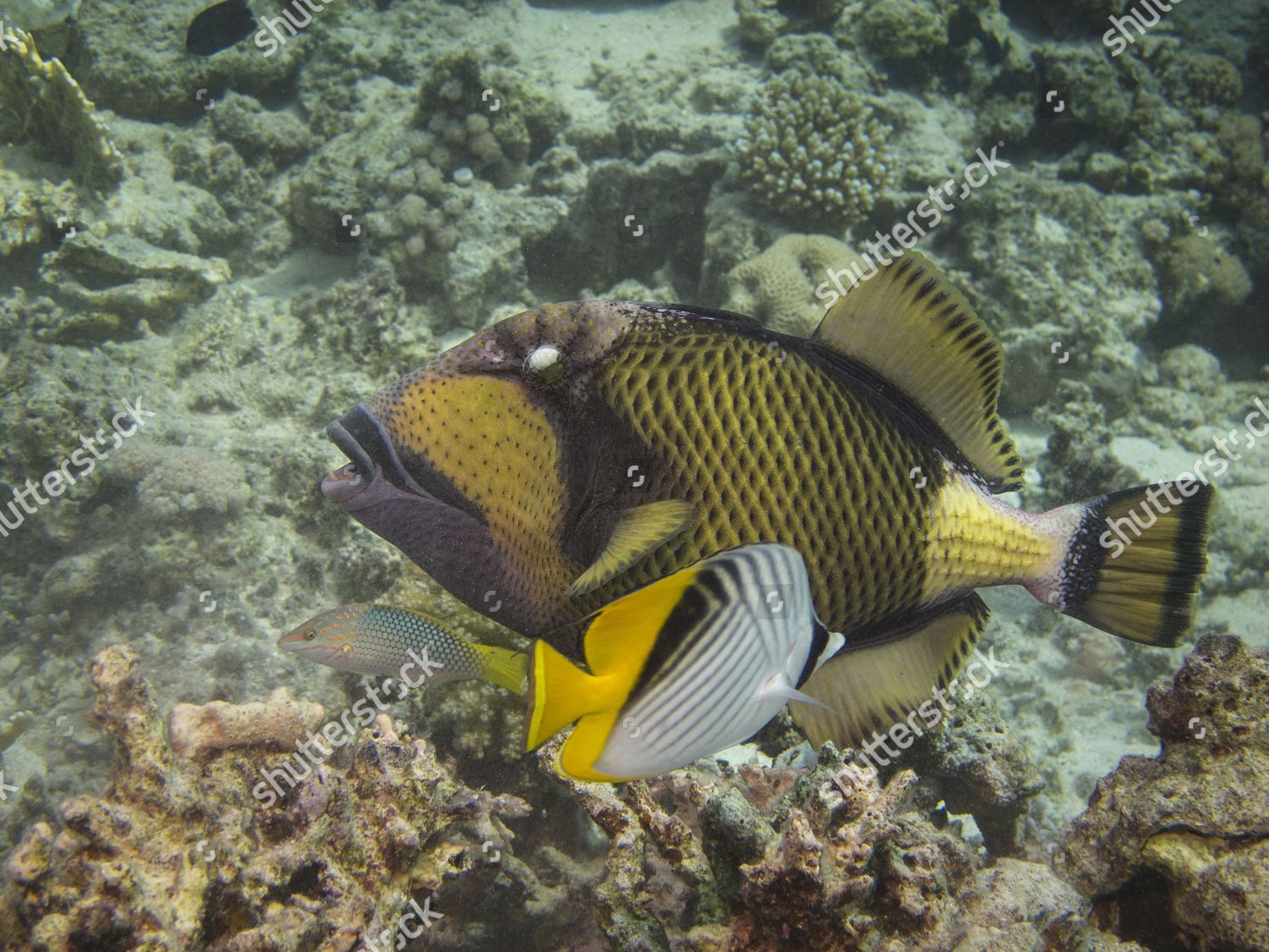 Titan Triggerfish Giant Triggerfish Moustache Triggerfish Editorial ...