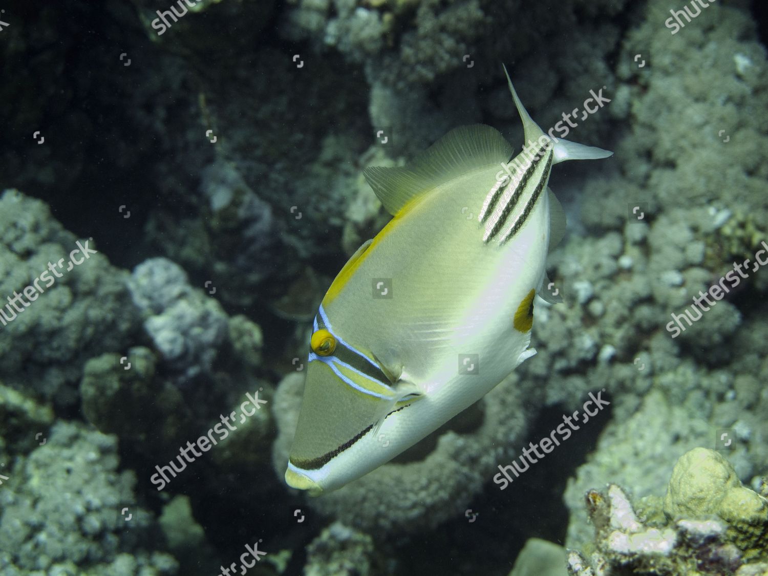 Arabian Picasso Triggerfish Rhinecanthus Assasi Mangrove Editorial ...