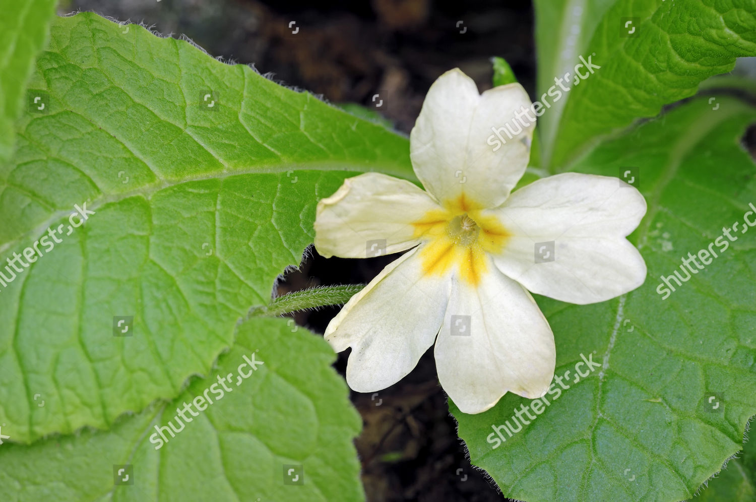 Primrose Primula Vulgaris Primula Acaulis Provence Editorial Stock ...