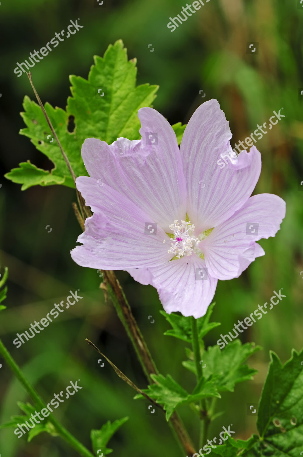 Greater Muskmallow Cutleaved Mallow Vervain Mallow Editorial Stock ...