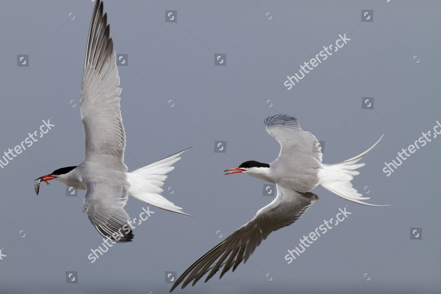 Common Terns Sterna Hirundo Attempt Kleptoparasitism Editorial Stock Photo - Stock Image ...
