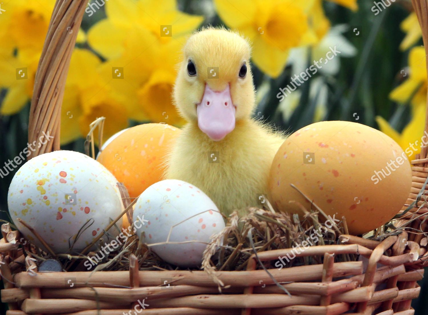 Baby Duck Sitting Basket Easter Eggs Editorial Stock Photo - Stock ...