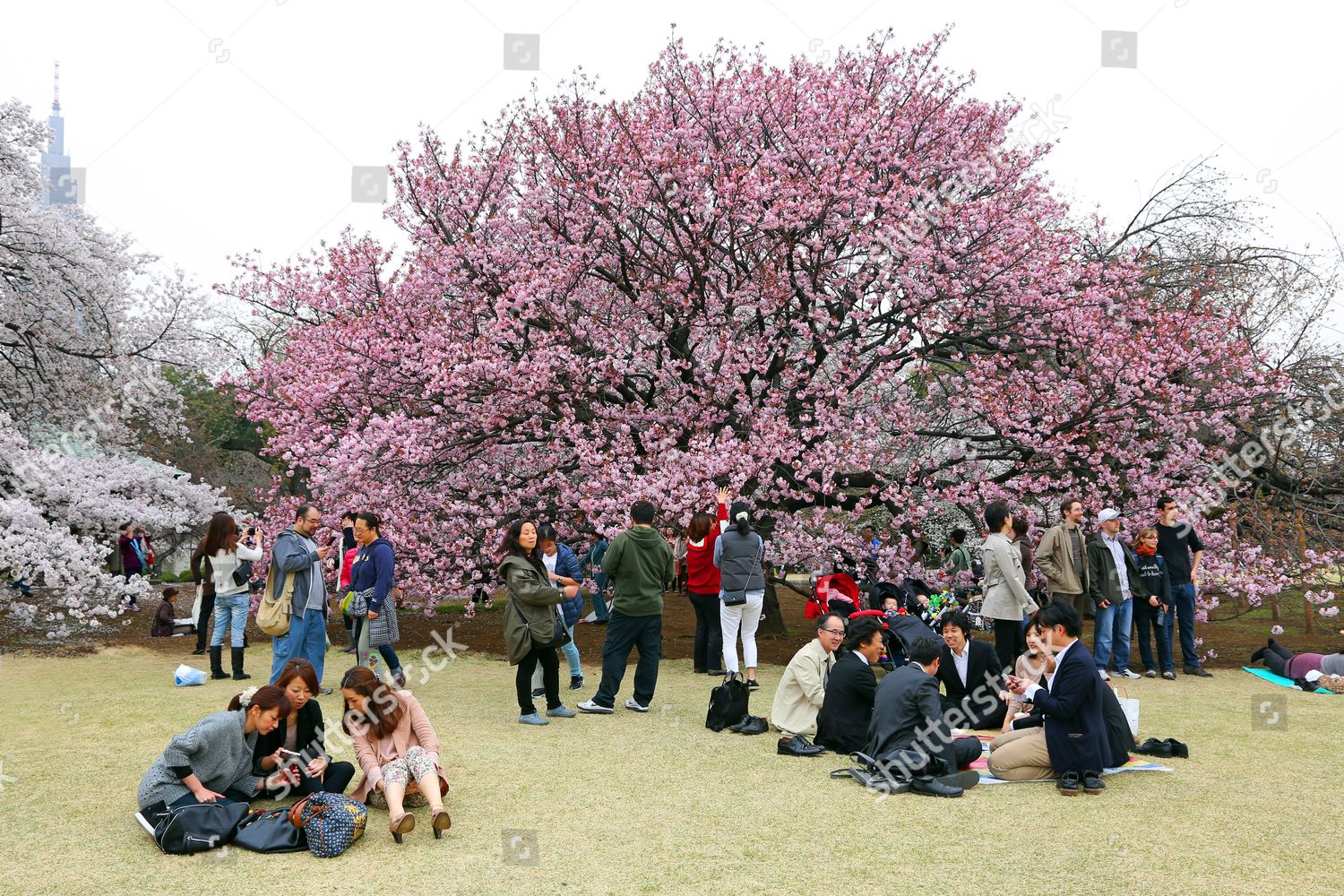 Japanese People Enjoying Spring Cherry Blossom Editorial Stock Photo ...