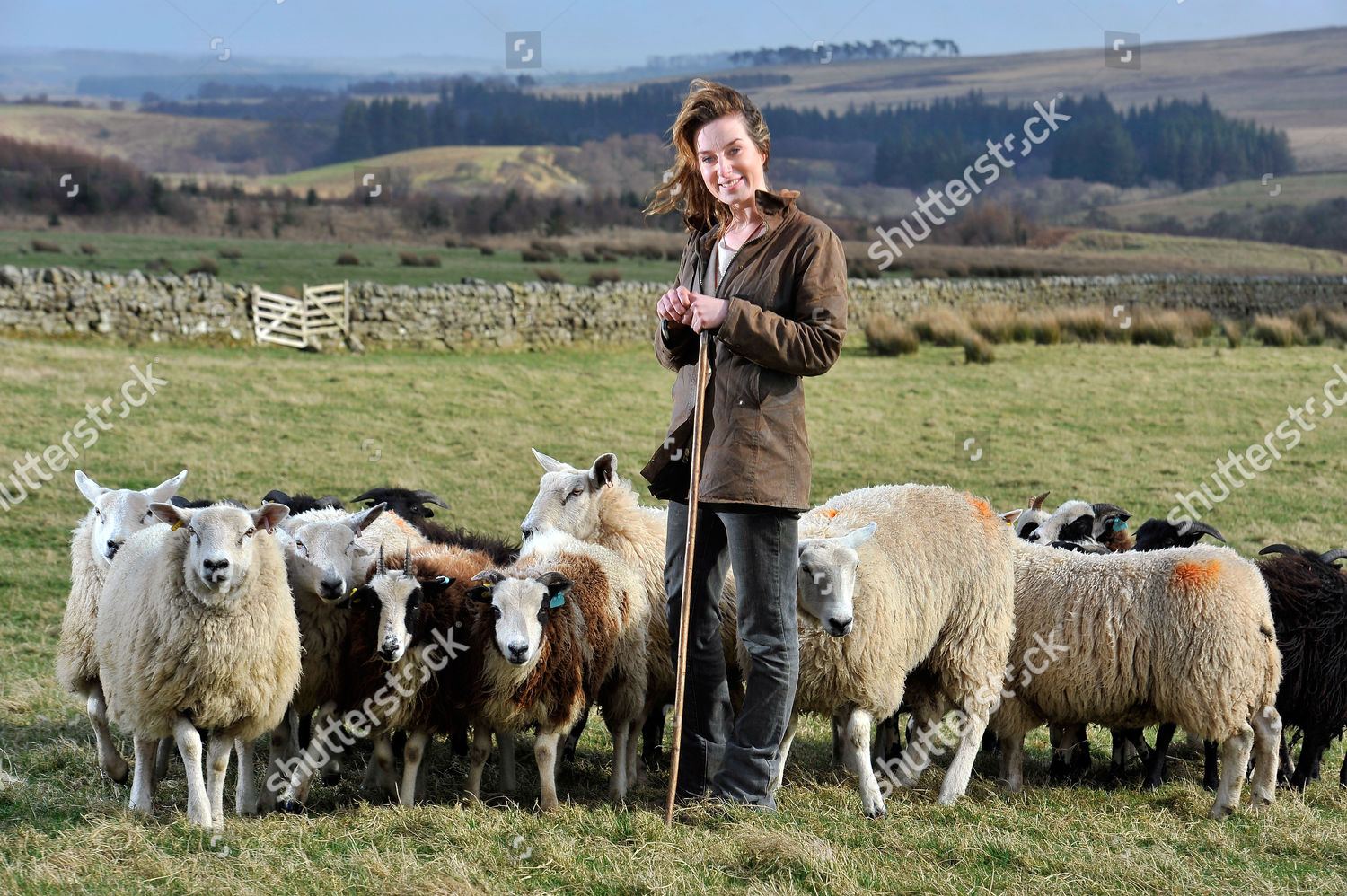 One Uks Only Female Shepherdess Emma Editorial Stock Photo - Stock ...