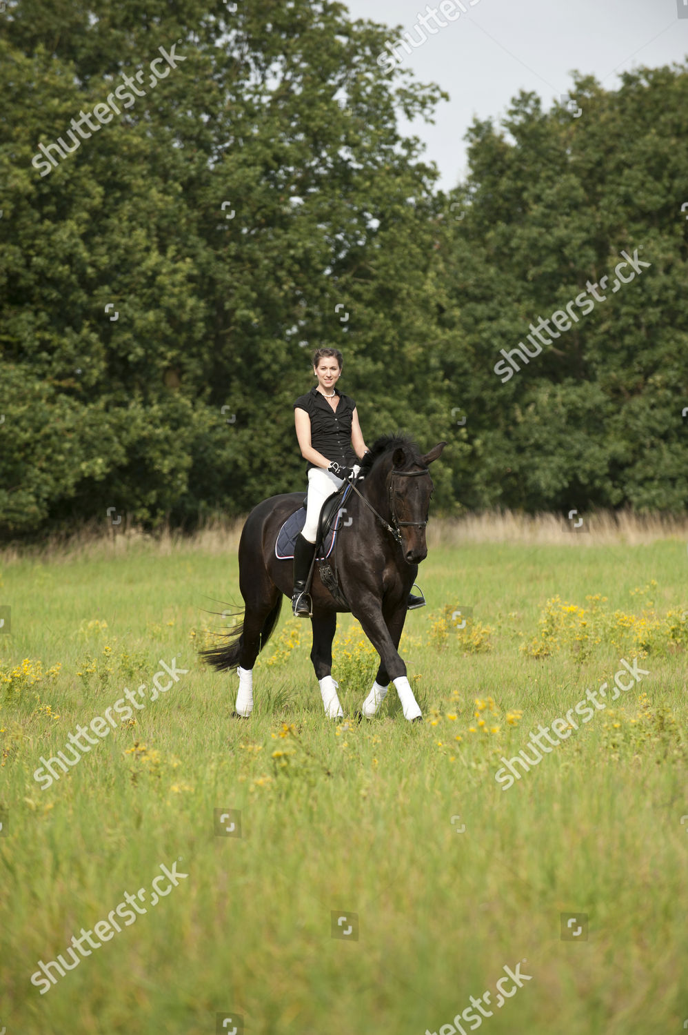 Model Released Woman Riding Holsteiner Horse Editorial Stock Photo ...