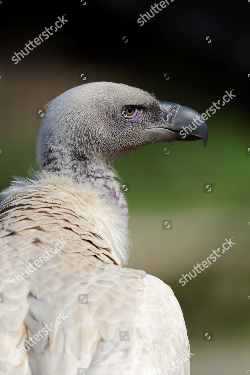 Cape Griffon Cape Vulture Kolbes Vulture Editorial Stock Photo - Stock ...