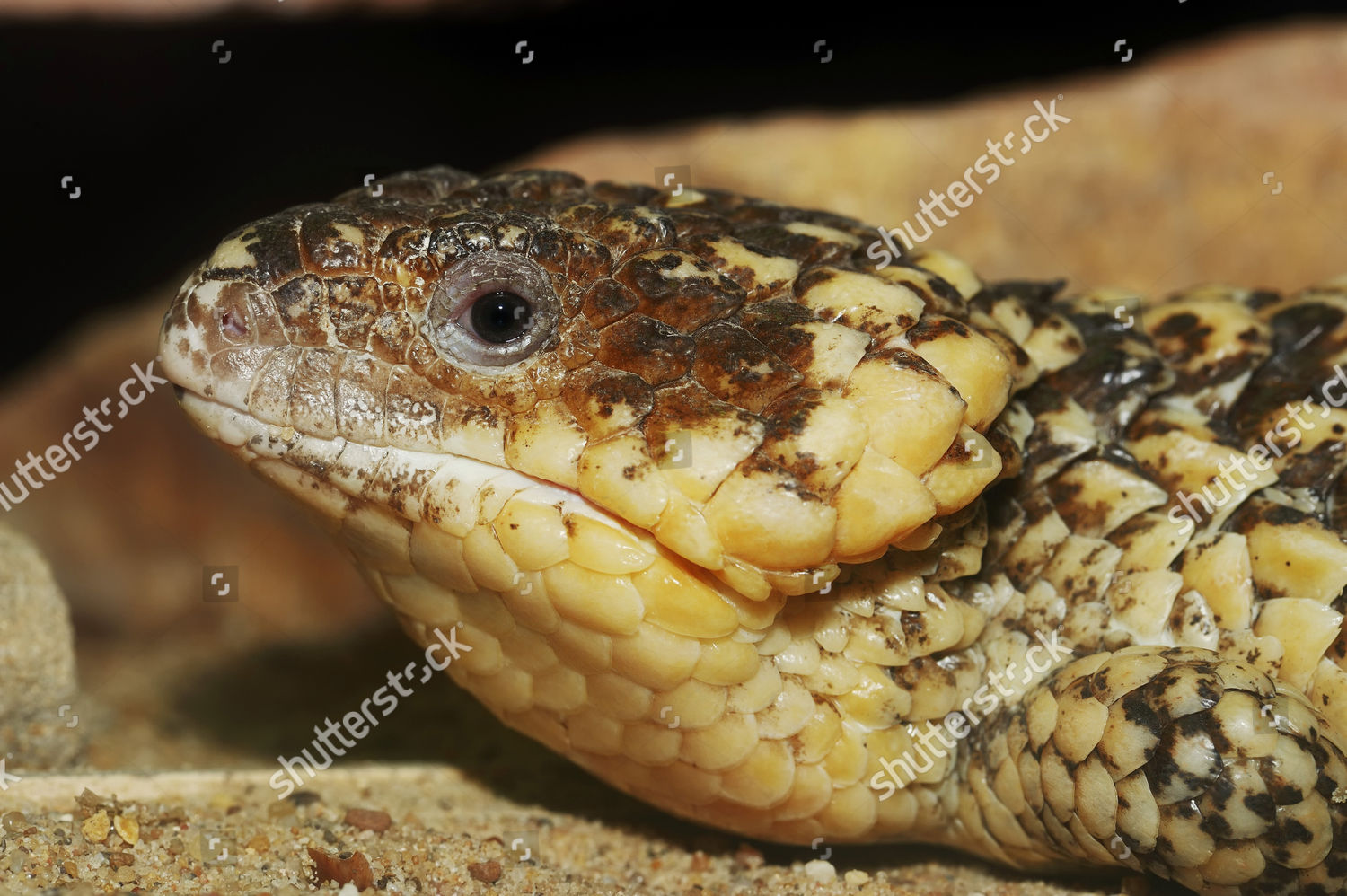 Bobtail Skink Western Shingleback Tiliqua Rugosa Editorial Stock Photo ...