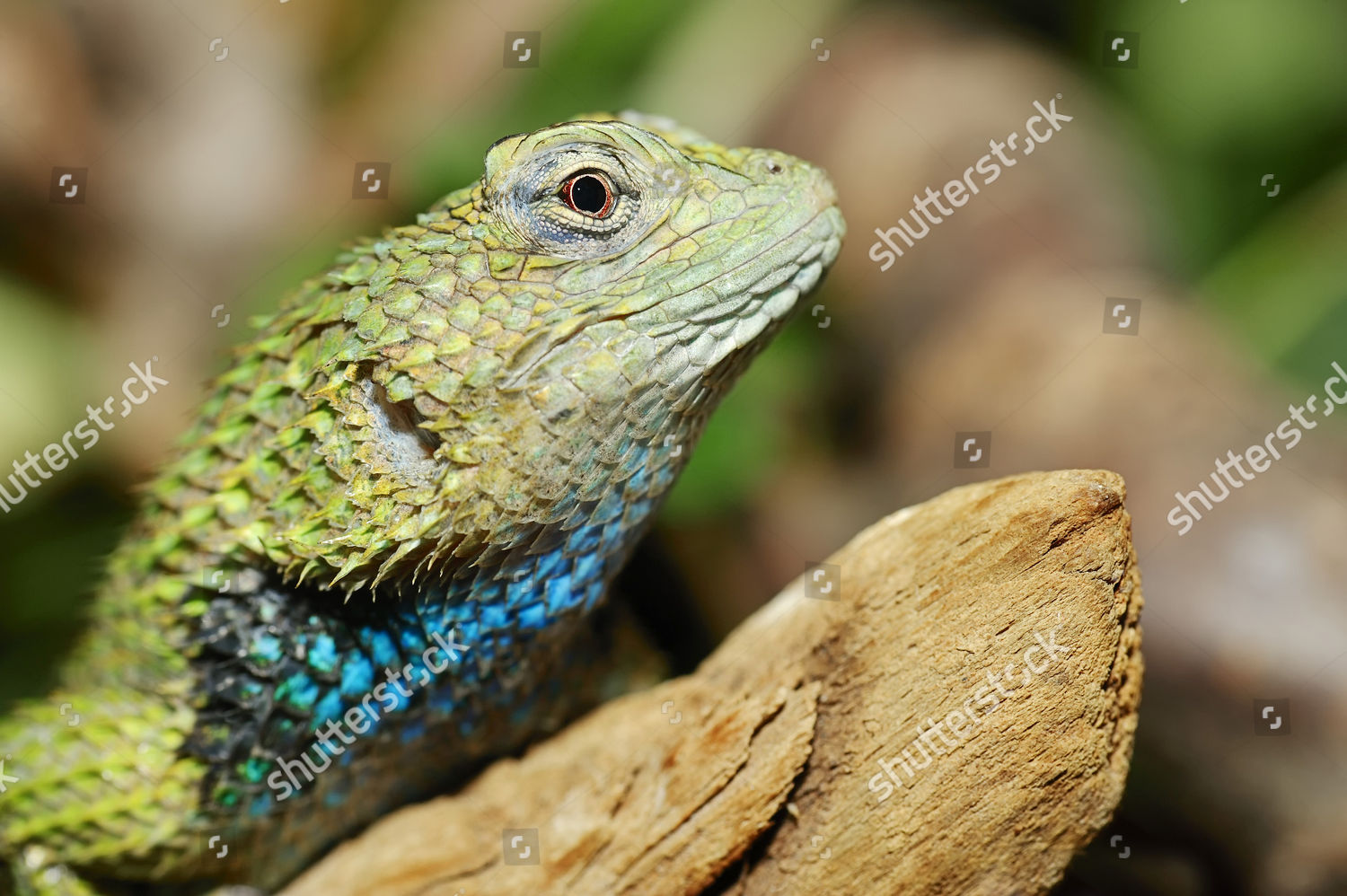Emerald Swift Malachite Spiny Lizard Sceloporus Editorial Stock Photo ...