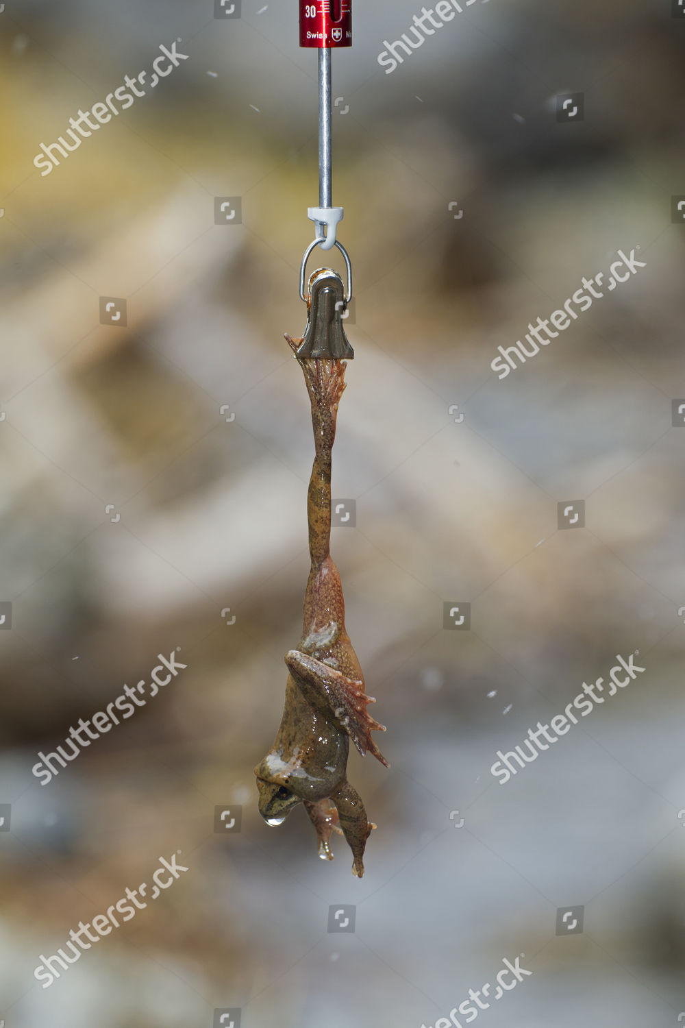 Pyrenean Frog Rana Pyrenaica During Scientific Editorial Stock Photo ...
