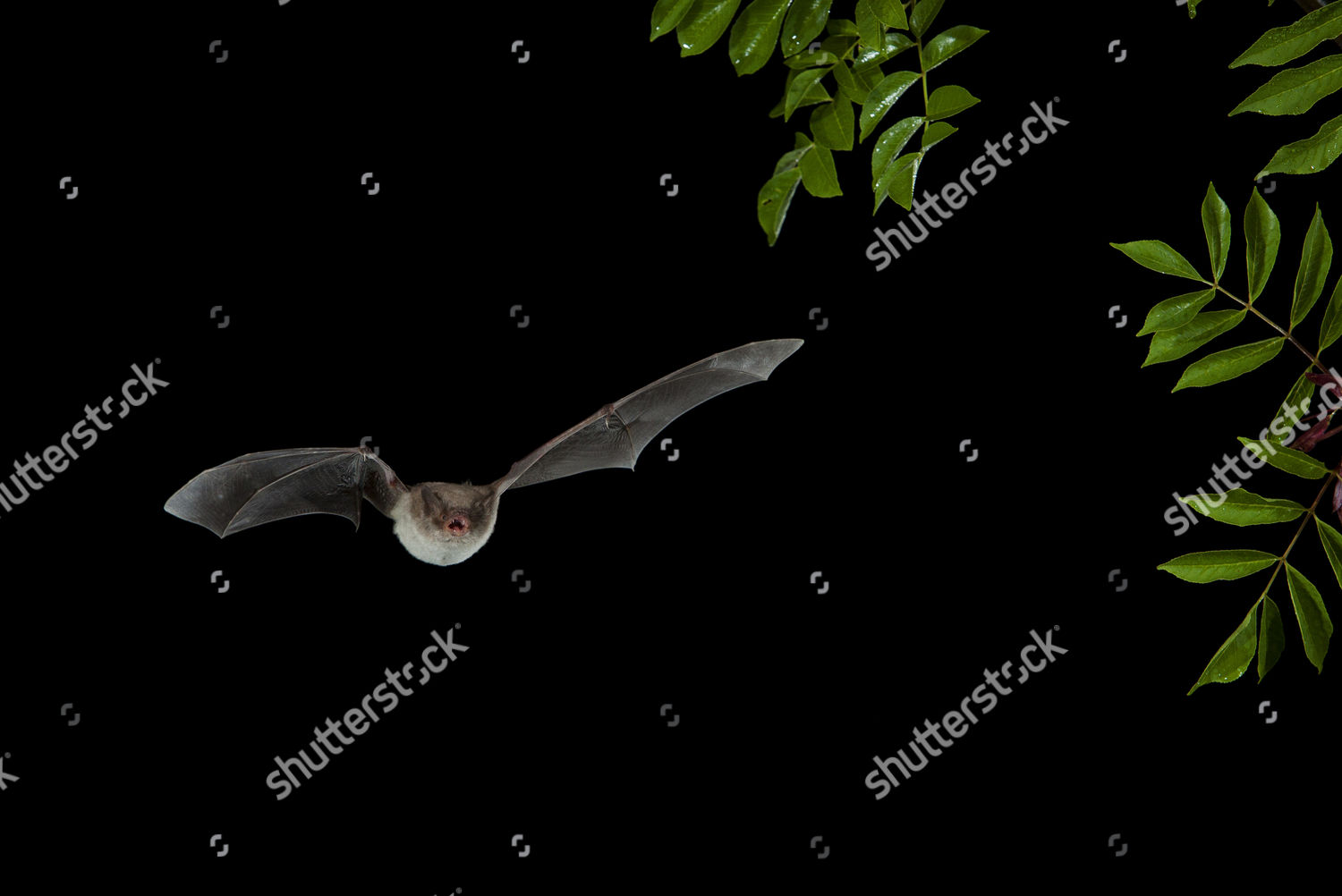 Longfingered Bat Myotis Capaccinii Flight Bulgaria Editorial Stock ...