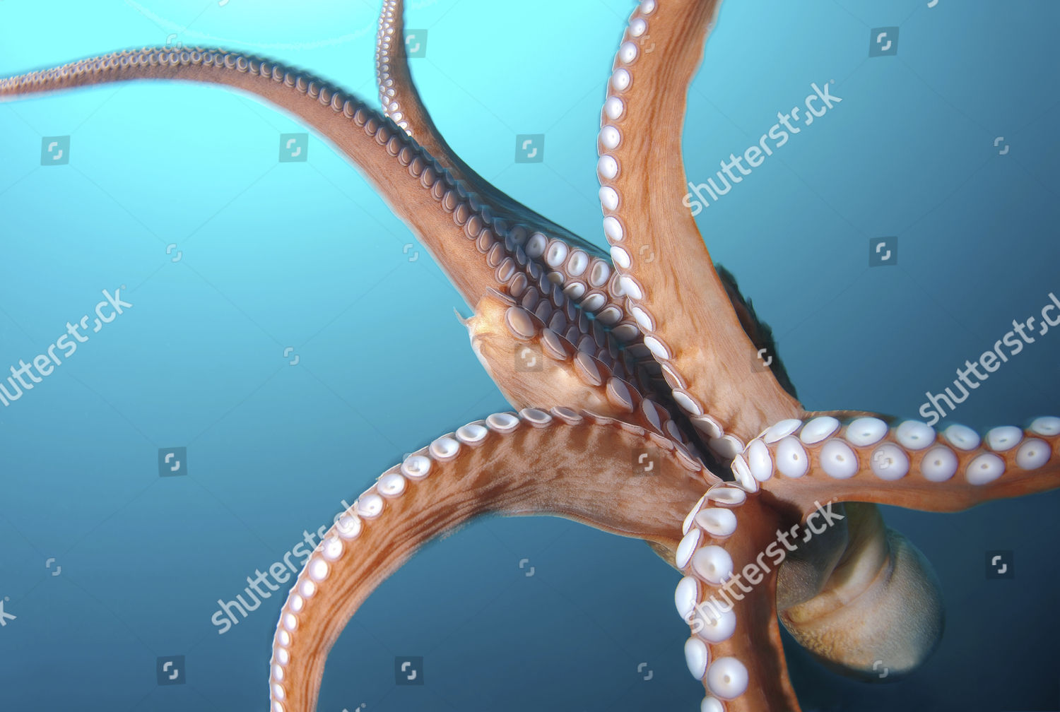 Giant Pacific Octopus North Pacific Giant Editorial Stock Photo - Stock ...