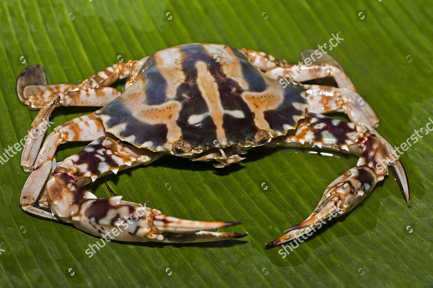 Blue Swimmer Crab Portunus Pelagicus On Editorial Stock Photo - Stock ...
