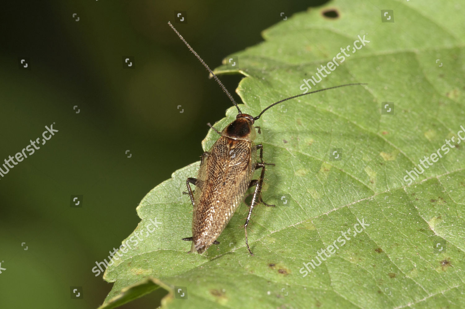 Dusky Cockroach Ectobius Lapponicus Untergroeningen Badenwuerttemberg ...