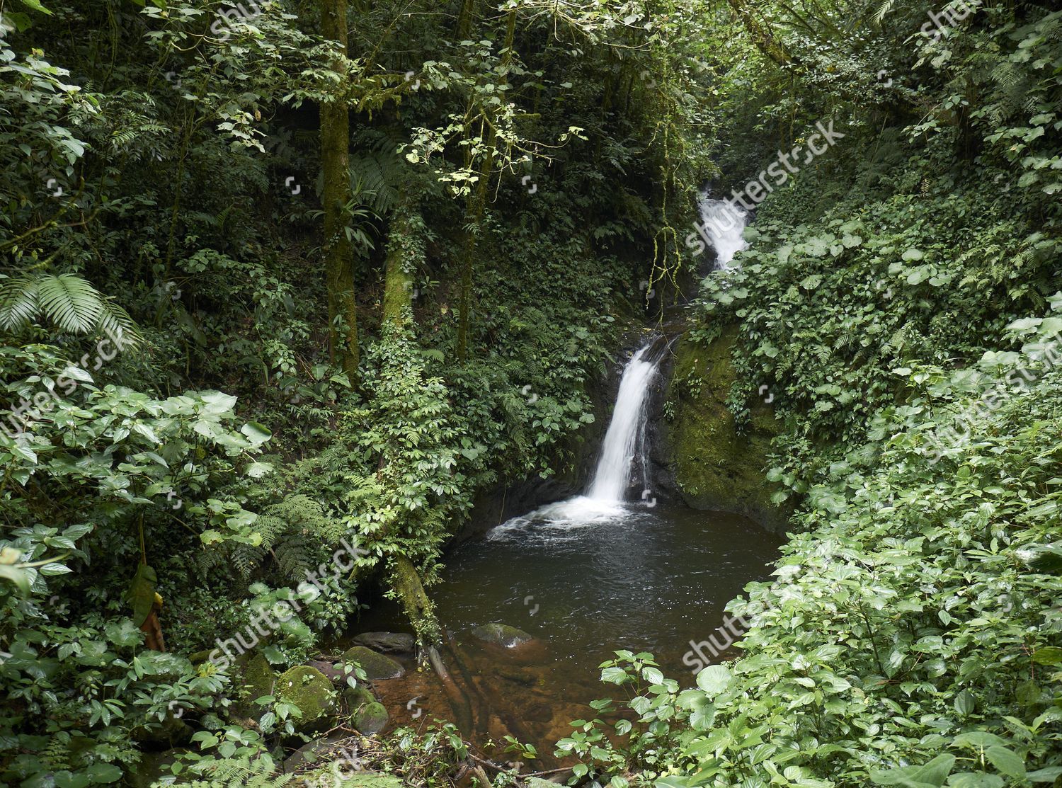 Waterfall Monteverde Cloud Forest Reserve Reserva Editorial Stock Photo ...