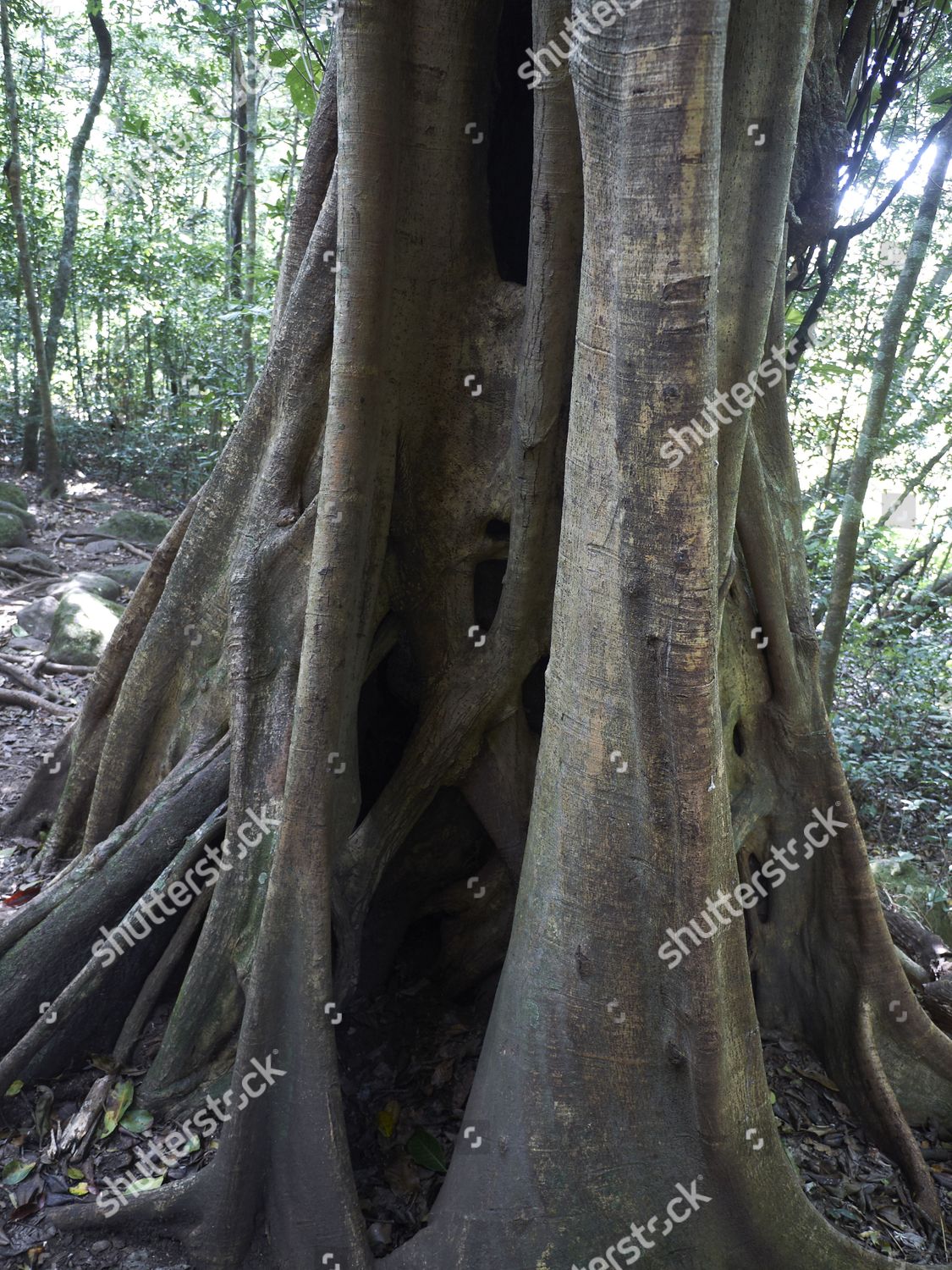 Strangler Fig Ficus Wrapped Around Host Editorial Stock Photo - Stock ...