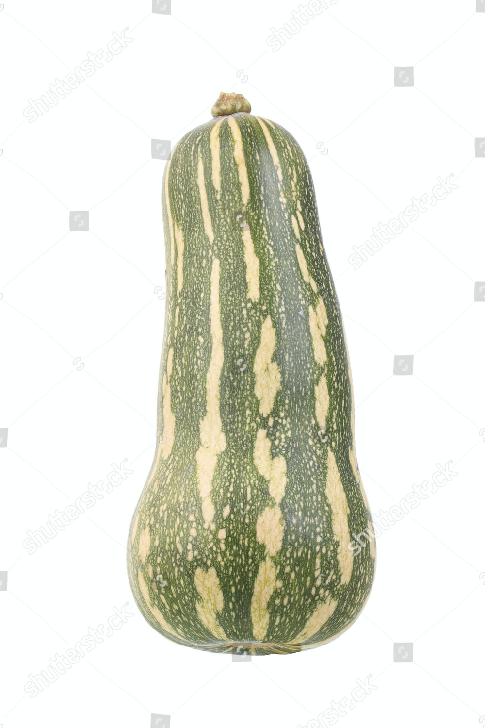 Squash Variety Barbara Butternut Editorial Stock Photo - Stock Image ...
