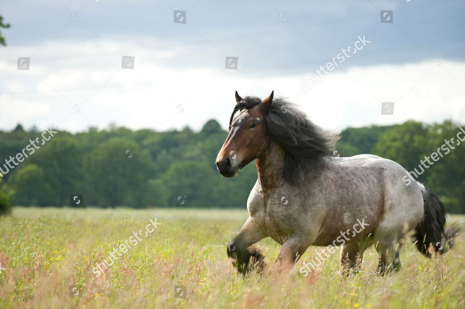 Belgian Draft Horse Galloping Across Meadow Editorial Stock Photo ...