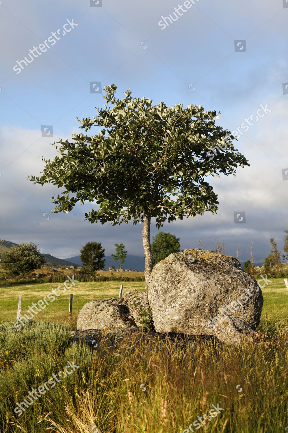 Solitary Tree Landscape Near Finiels Causses Editorial Stock Photo ...