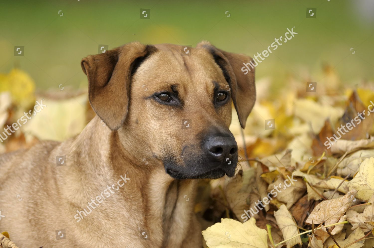 Mixedbreed Rhodesian Ridgeback Portrait Front Pile Editorial Stock ...