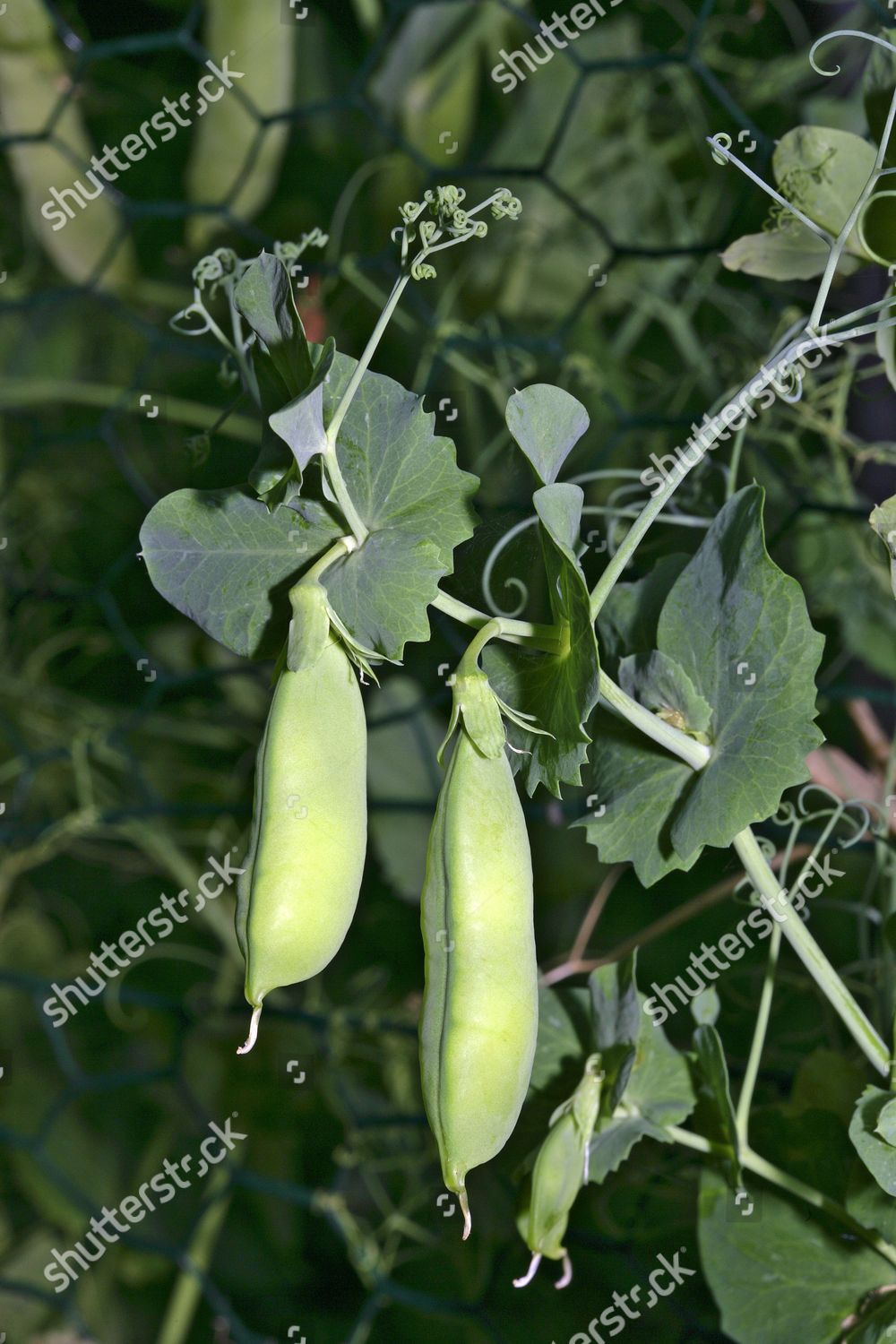 Pea Pods Growing On Plant Pea Editorial Stock Photo - Stock Image ...