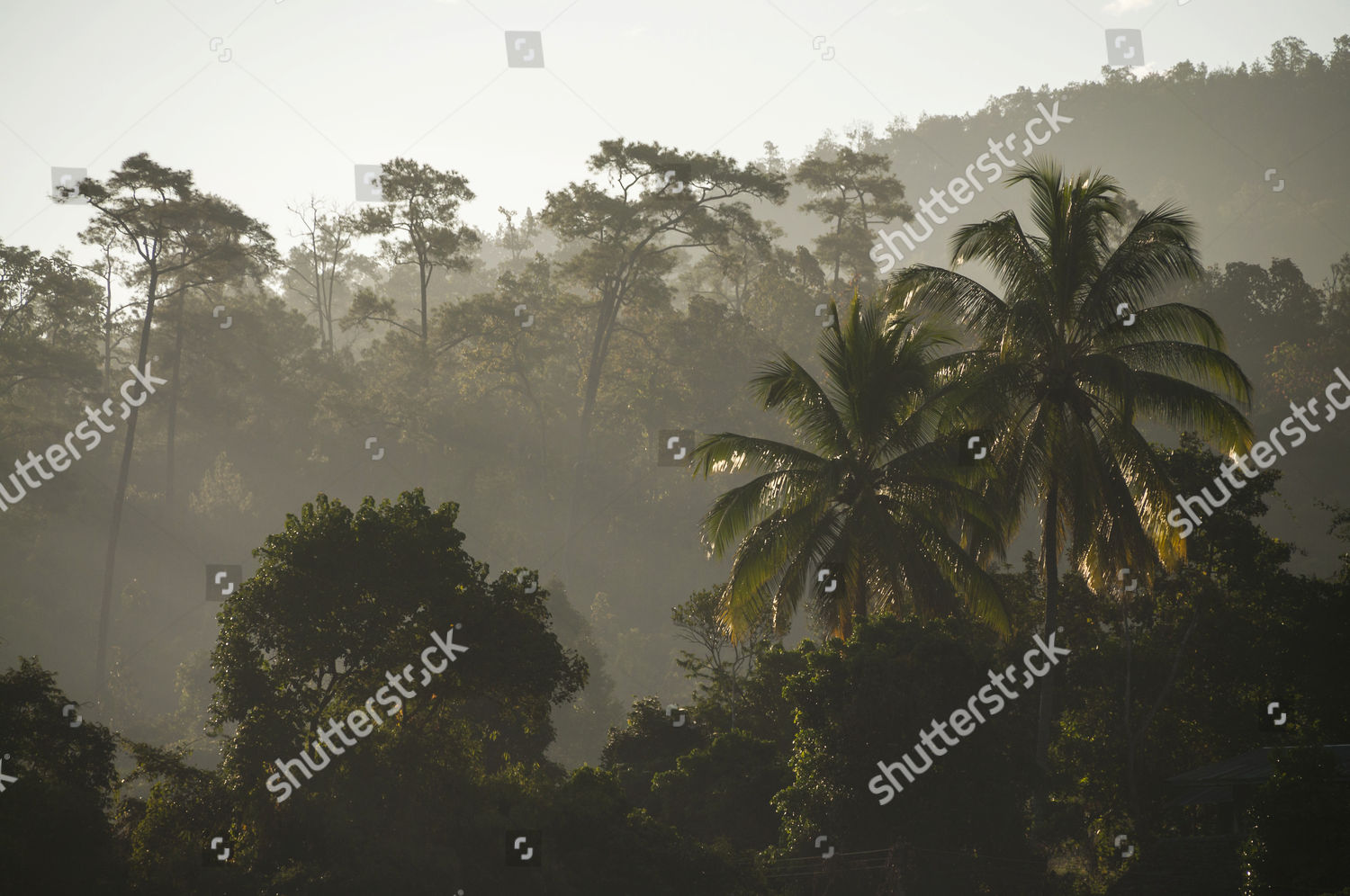 Backlit Jungle Sunrise Pang Mapha Soppong Editorial Stock Photo - Stock ...