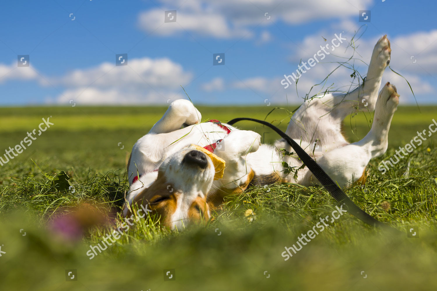Tricolour Beagle Male Rolling Grass Editorial Stock Photo - Stock Image ...