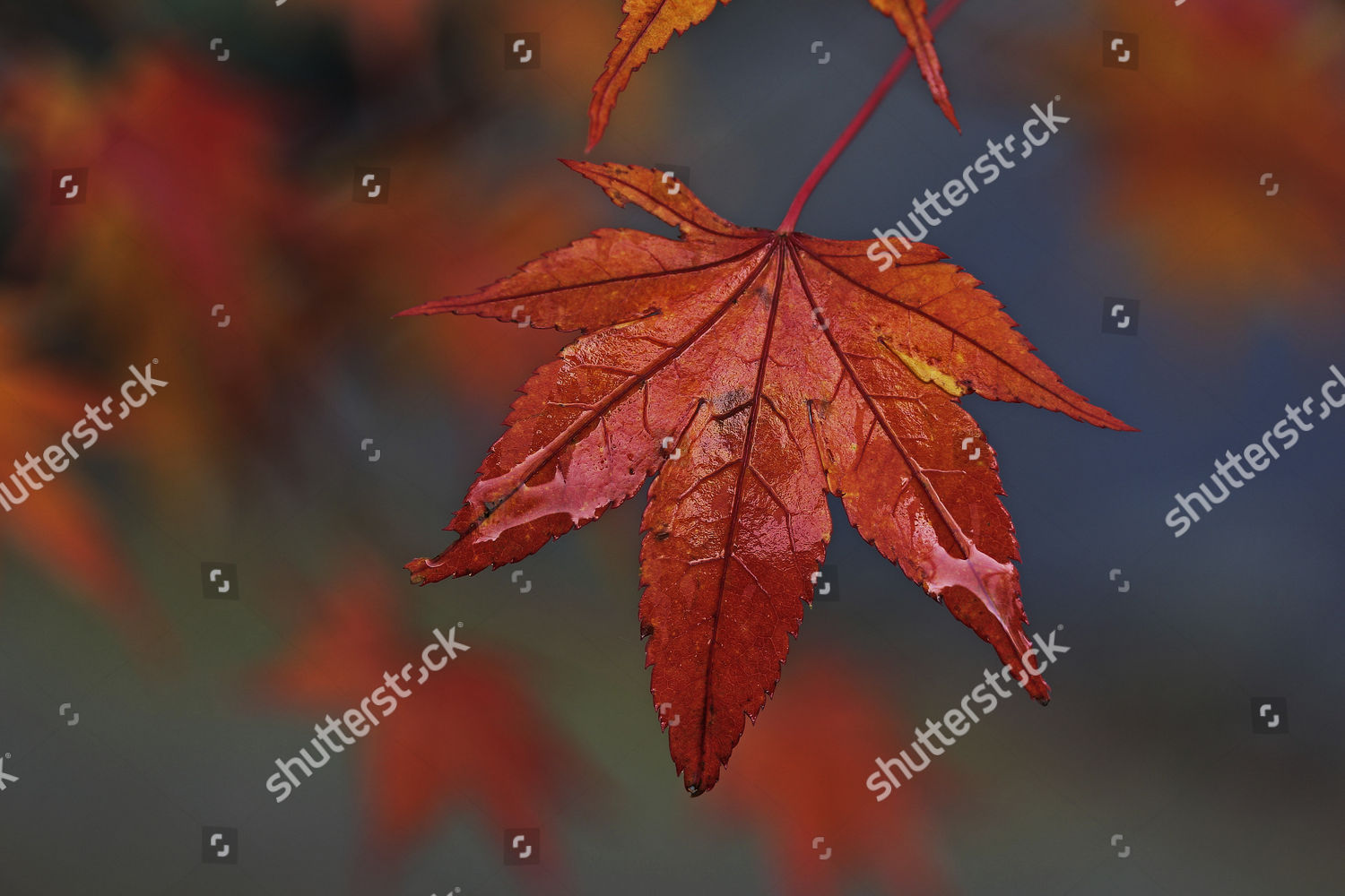 Downy Japanese Maple Fullmoon Maple Acer Editorial Stock Photo - Stock ...