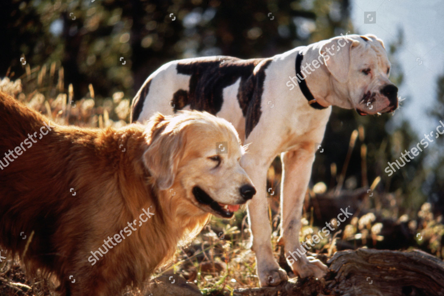 Homeward Bound The Incredible Journey Chance