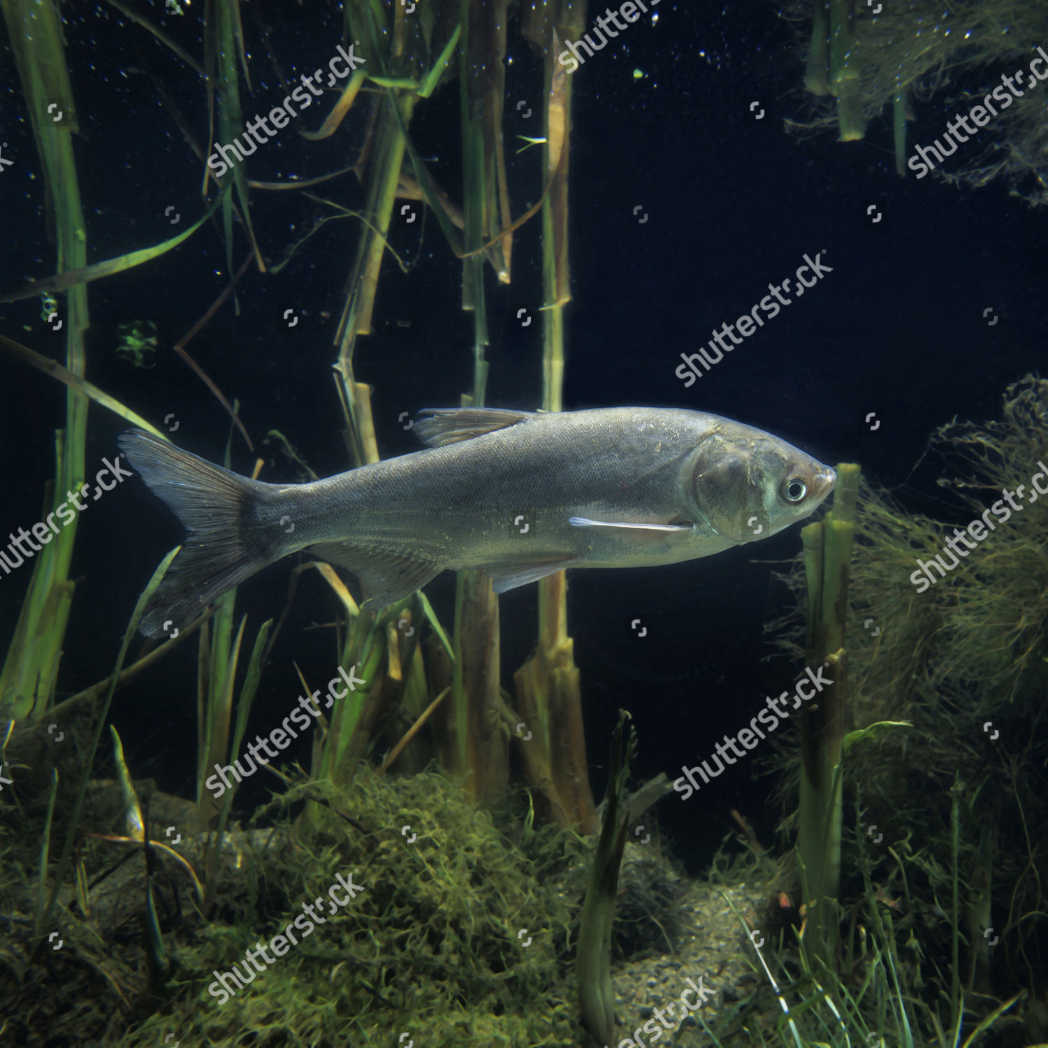 Silver Carp Hypophthalmichthys Molitrix Editorial Stock Photo - Stock ...