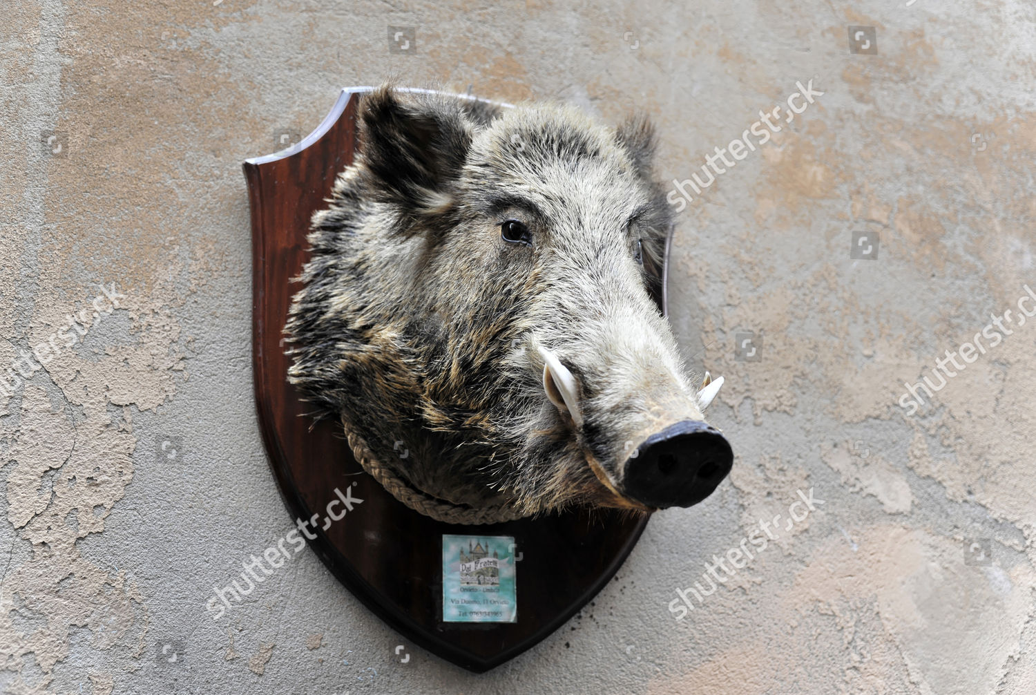 Wild Boar Trophy Hanging On Wall Editorial Stock Photo - Stock Image ...