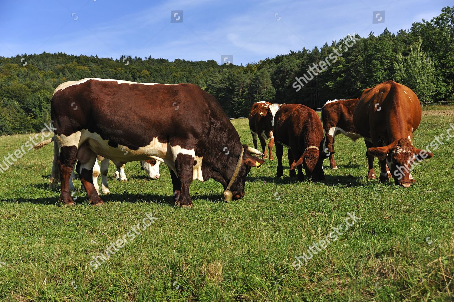 Grazing Breeding Bull Suckler Cows Pasture Editorial Stock Photo ...