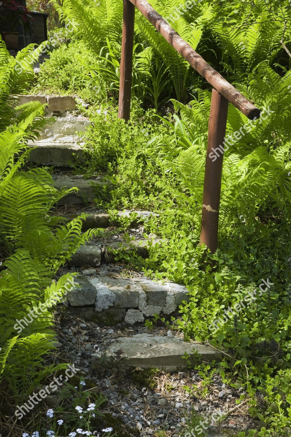 Set Steps Between Patch Ferns Landscaped Editorial Stock Photo - Stock ...