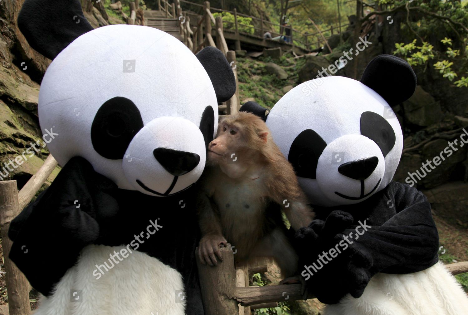 Monkeys Pestering Panda Costume Wearing Employees Editorial Stock Photo ...
