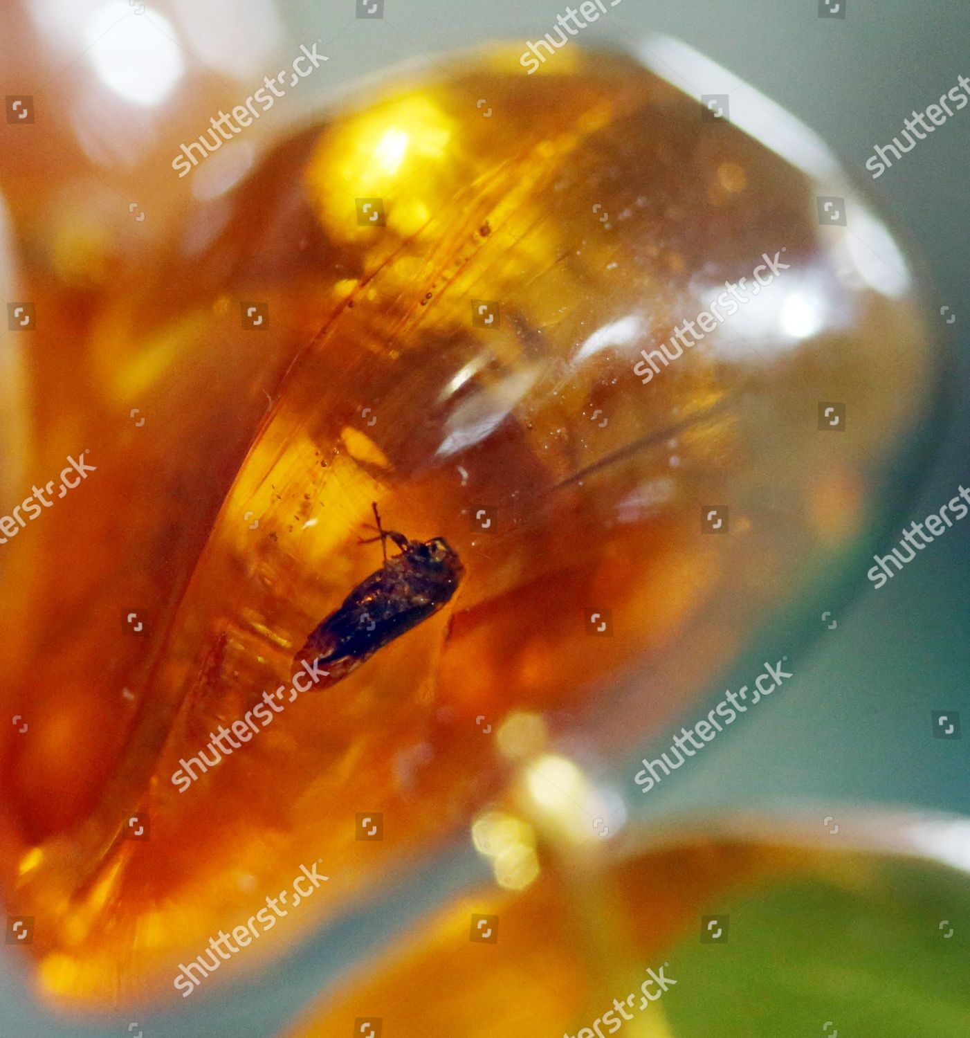 Insect Encased One Amber Beads That Editorial Stock Photo - Stock Image ...