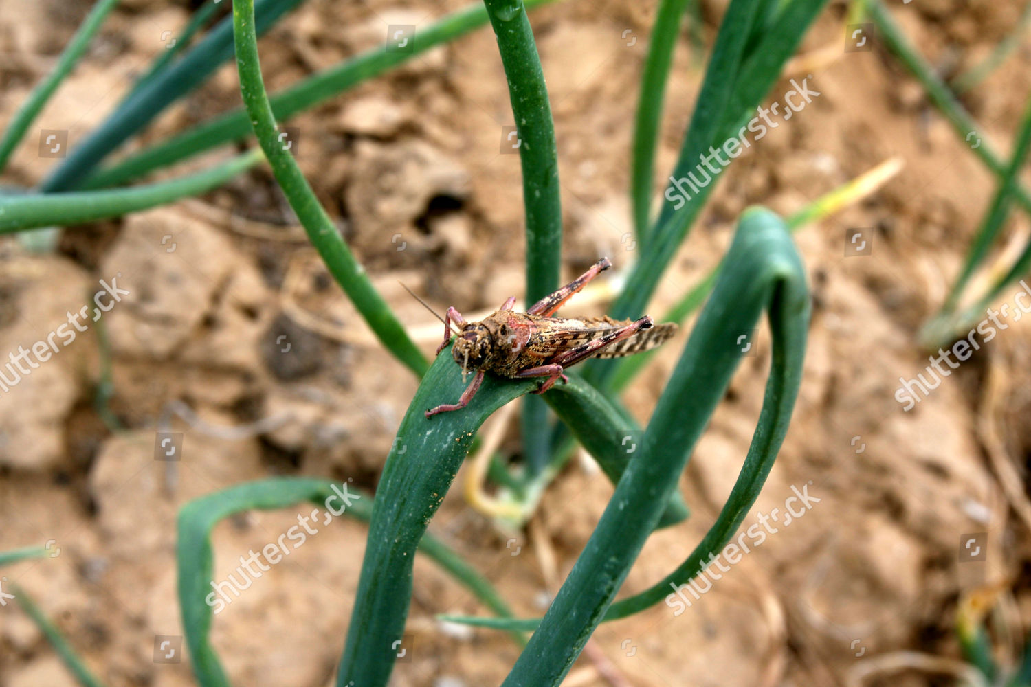 Locust Seen Farm Khan Younis Southern Editorial Stock Photo - Stock ...